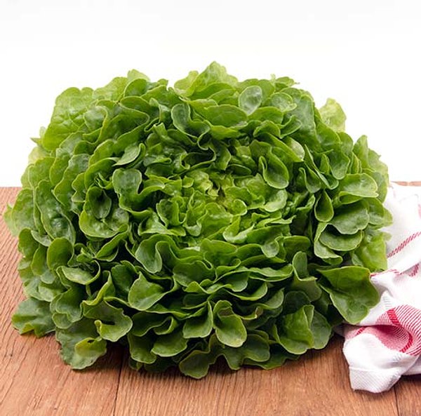 Salade Feuille de chêne - Vente directe sur Robin des Fermes